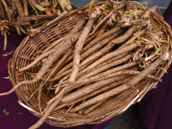 Cooking with Burdock Root and Stems - Grit